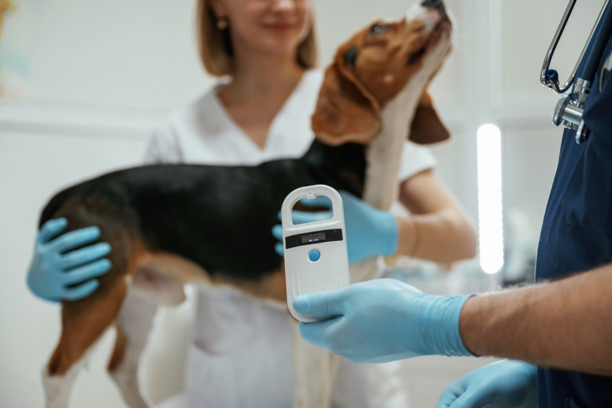 How EMF Affects Pets and How to Protect Them – EMF Home Harmony UK