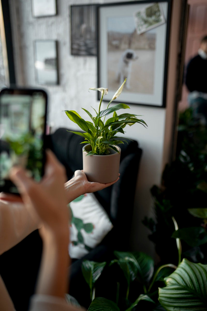 EMF Radiation Affects Plant Growth and What You Can Do About It – EMF ...